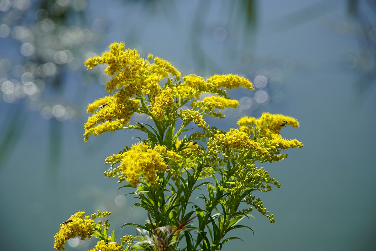How Plants Compete with Each Other ☘️🌱 – Community Foodscapes