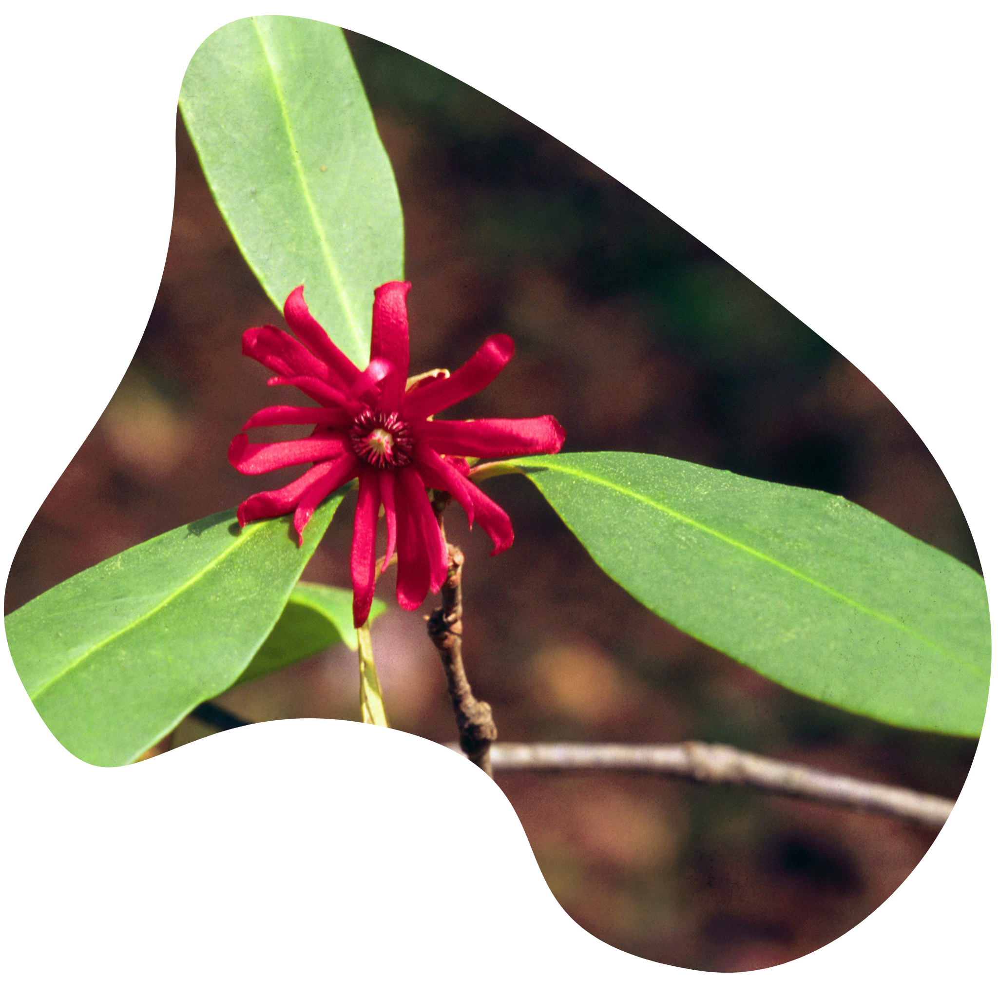 Anise Plant