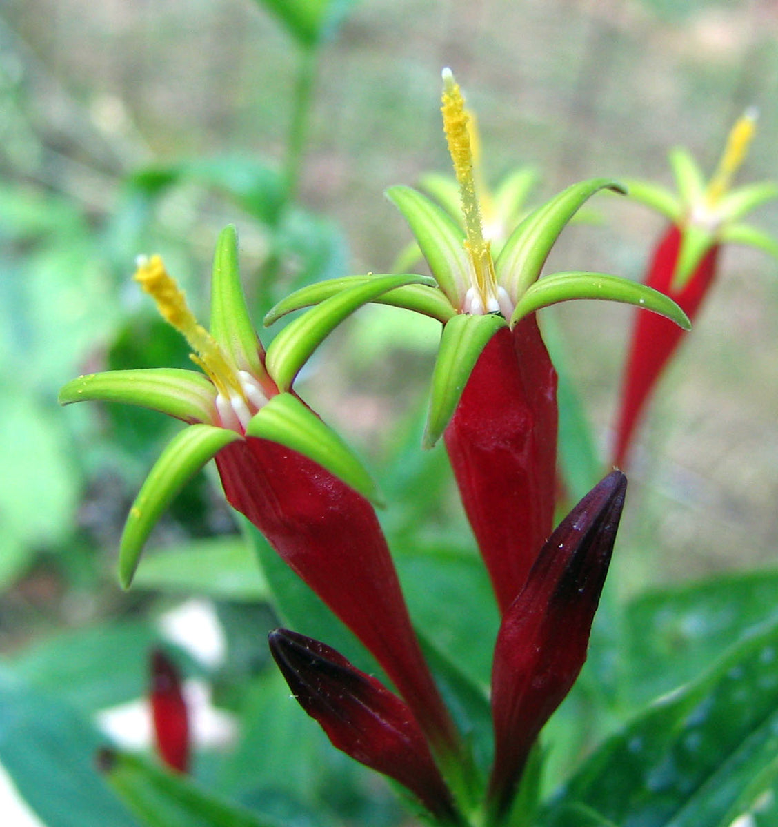 Indian Pink – Community Foodscapes