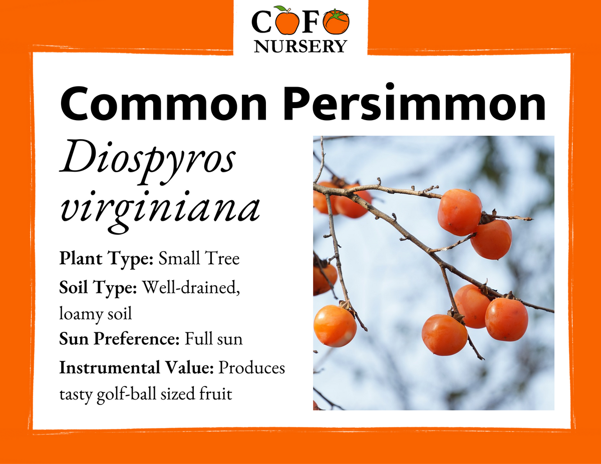 Common Persimmon – Community Foodscapes